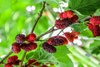 Foraging Fun: Finding Edible Wild Berries in Texas | An Outdoor Adventure!