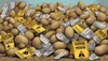 10 Foods Once Considered Poisonous That Are Safe to Eat Today