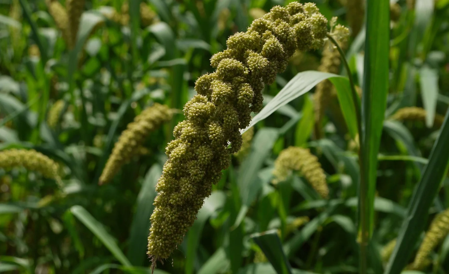 The Ultimate Guide to Growing Millet: Tips for Successful Cultivation