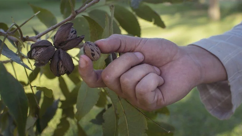 The Great Texas Pecan Quest: Unearthing the Lone Star's Nutty Jewels