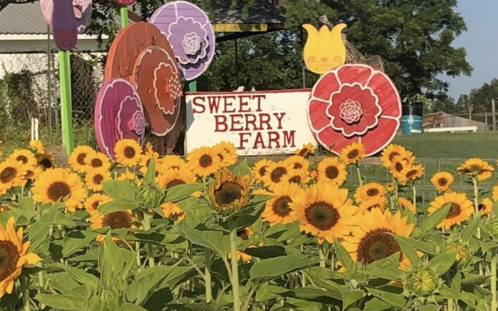 4 Best Farms to Visit in Texas | What Local Food is Offering