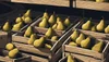 Mastering Ripeness: How to Tell if Comice Pears Are Ripe