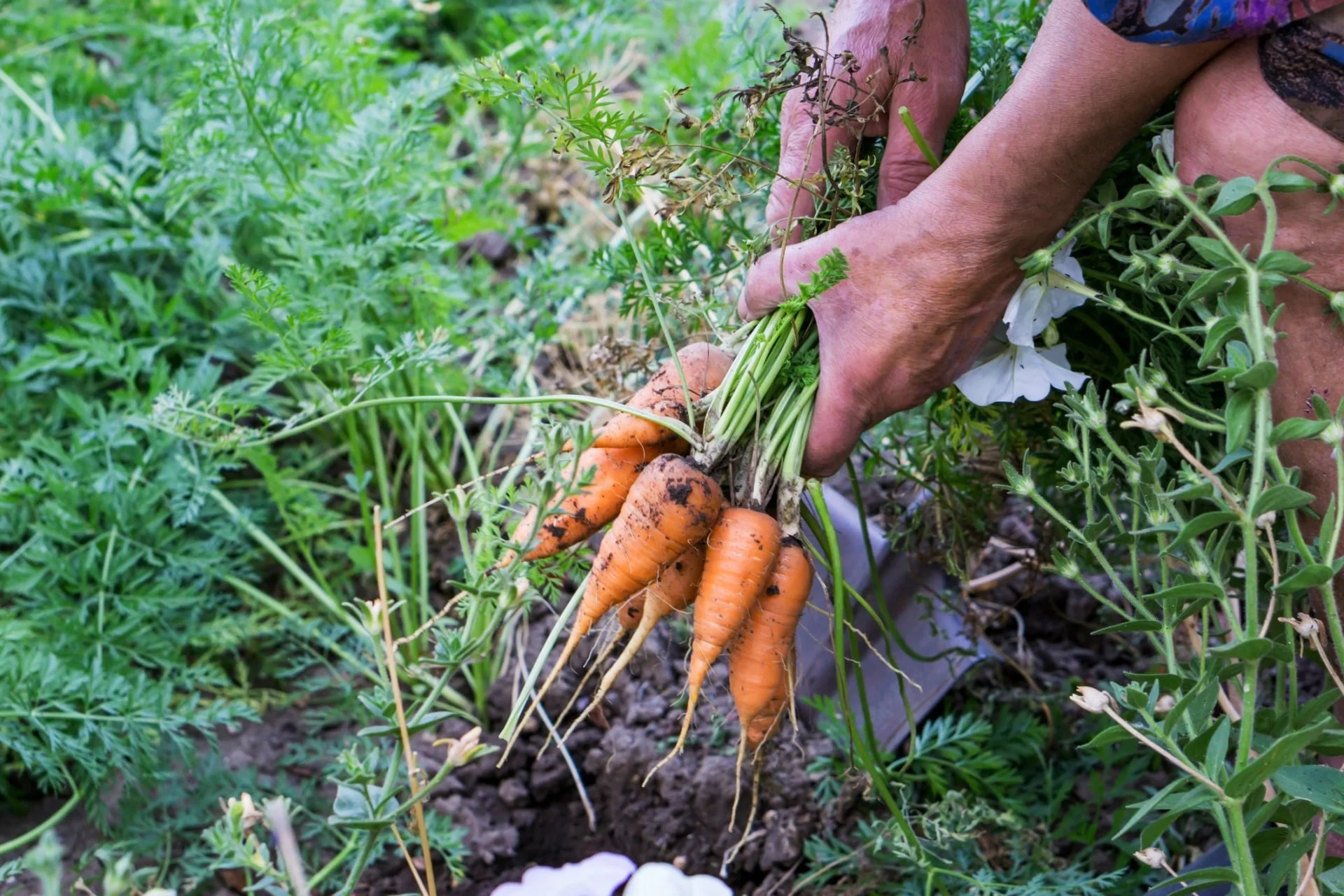 Sweet, Crunchy, and Healthy Carrots | Planting Season in Texas