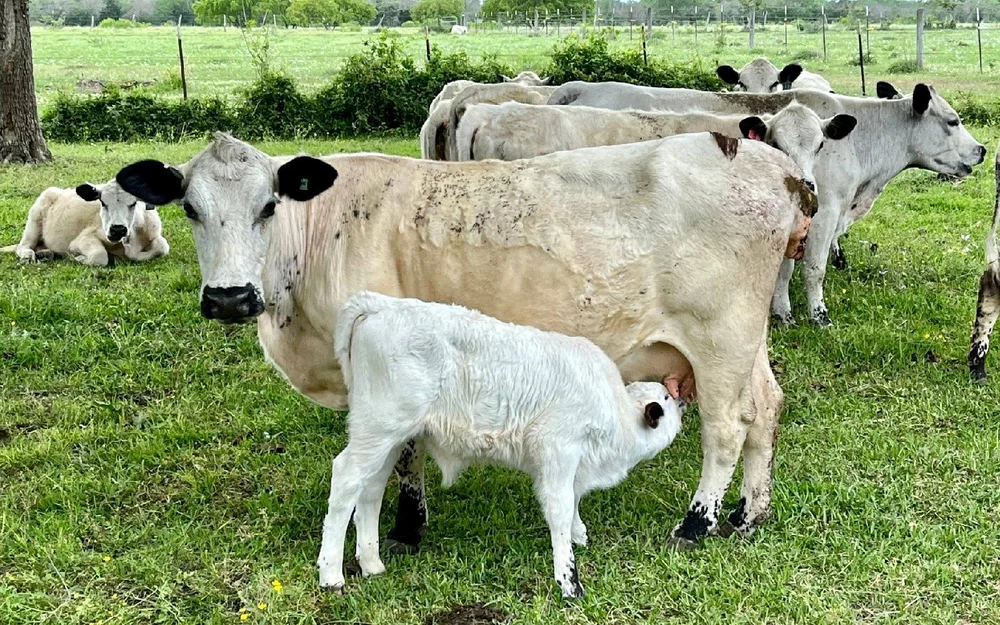 Top 10 AGA-Certified Cattle Ranching in Texas | Uncover the Best Grass ...