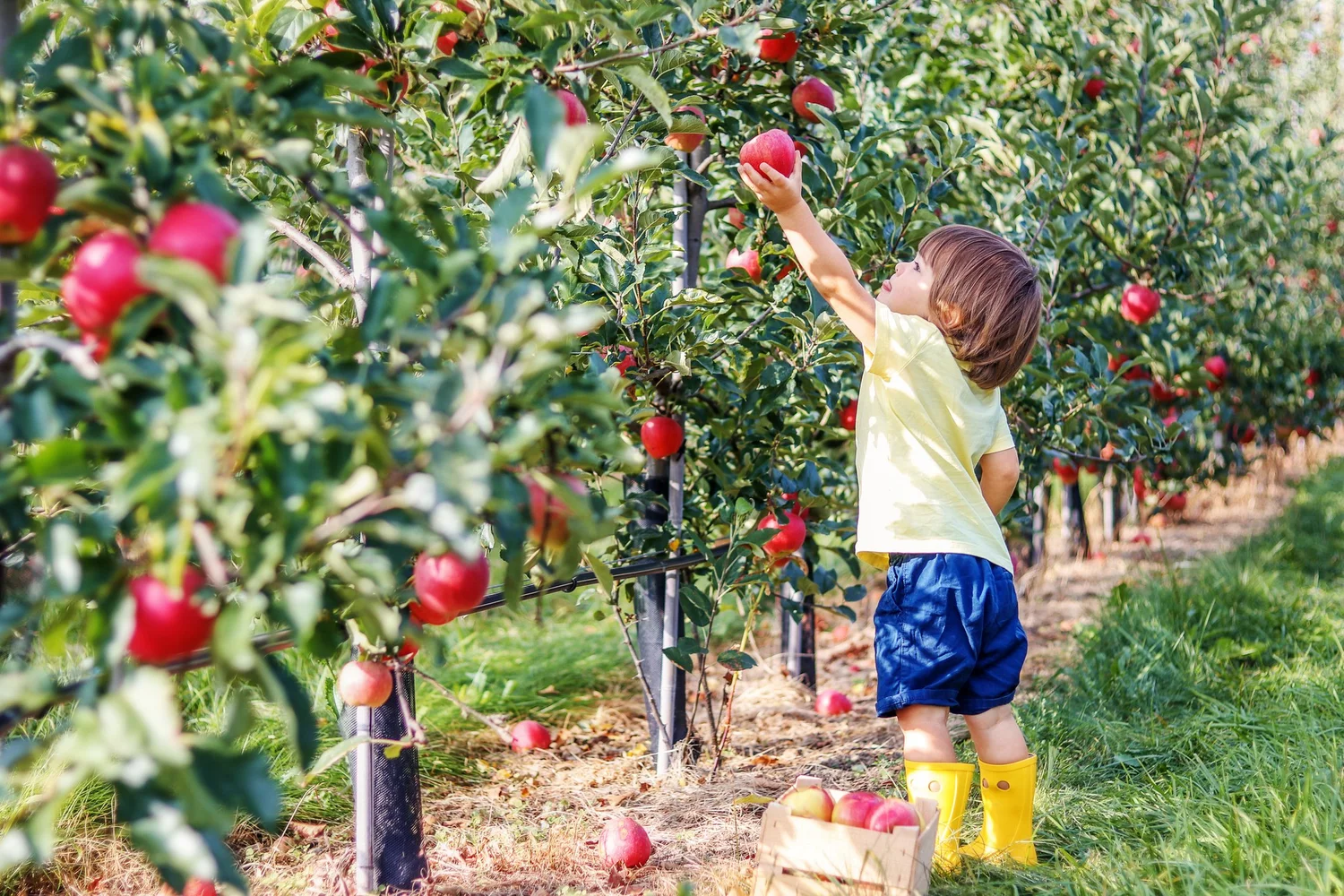 10 Best Orchards for Apple Picking in Texas | Exploring the Garden State