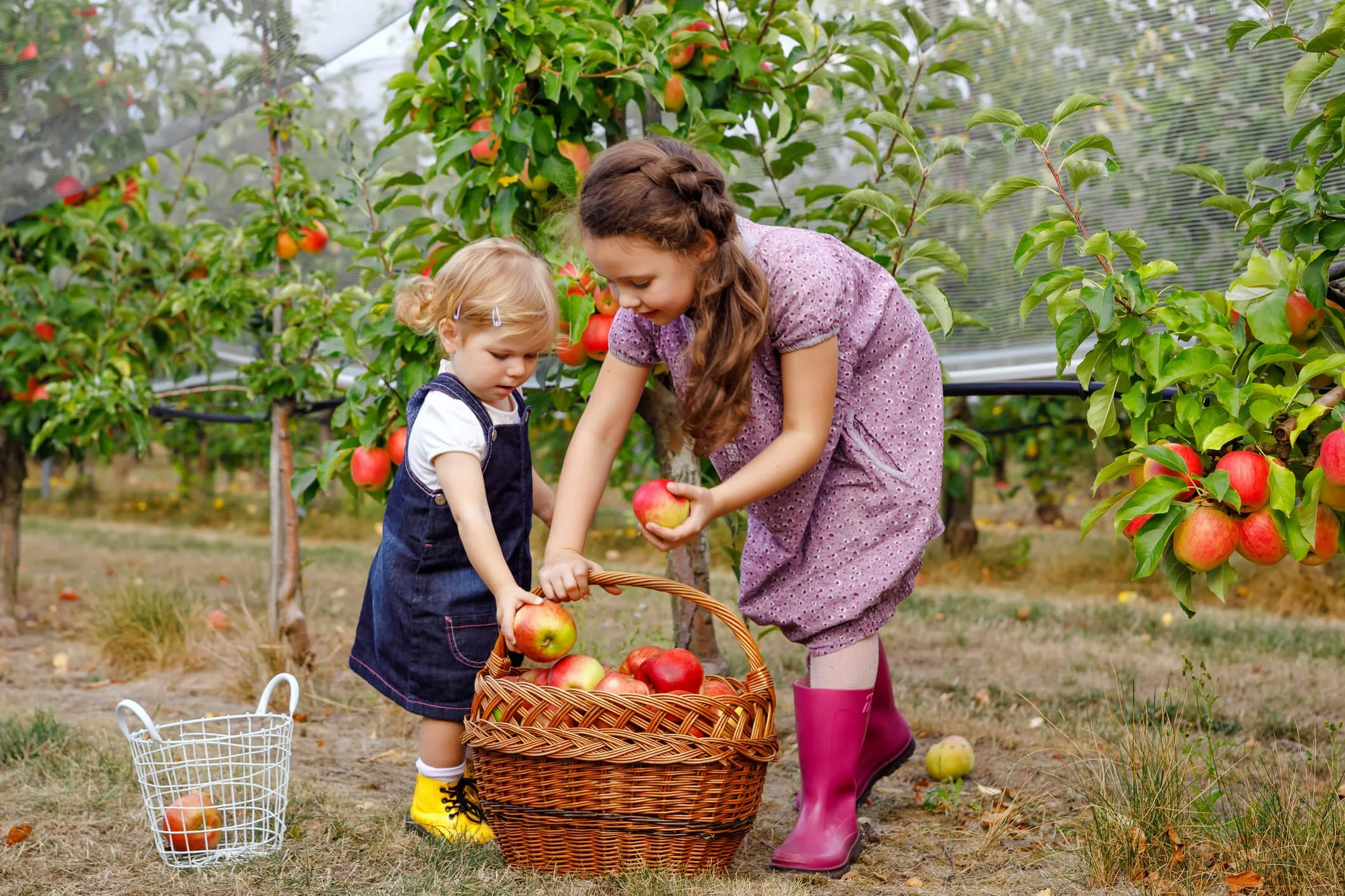 10 Best Orchards for Apple Picking in Texas | Exploring the Garden State