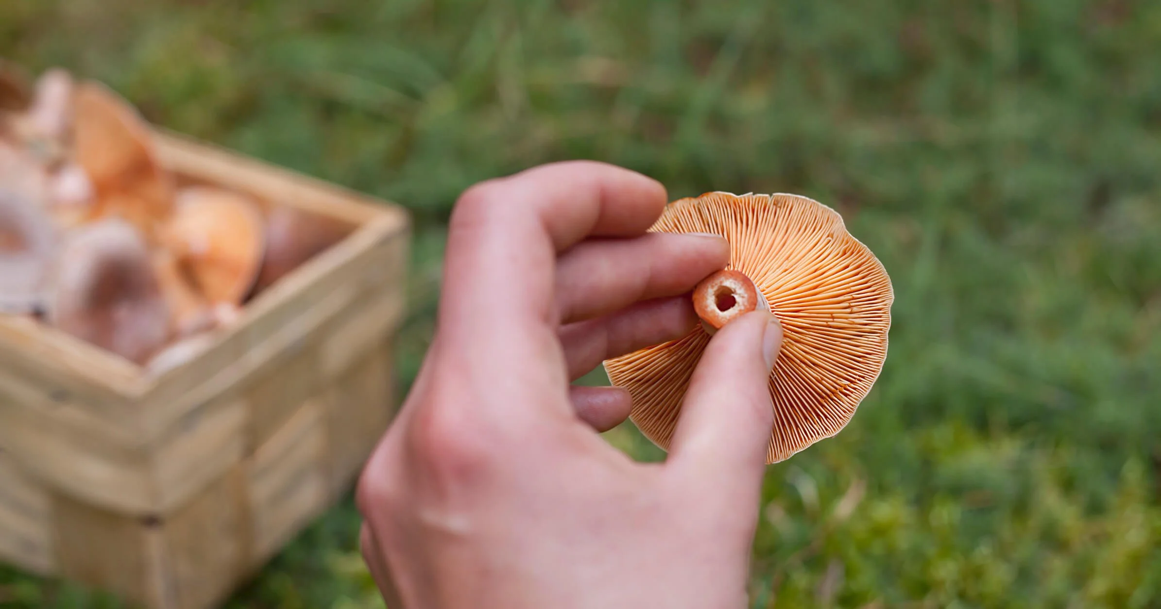 Essential Tips for Mushroom Foraging | Unlock Nature's Bounty
