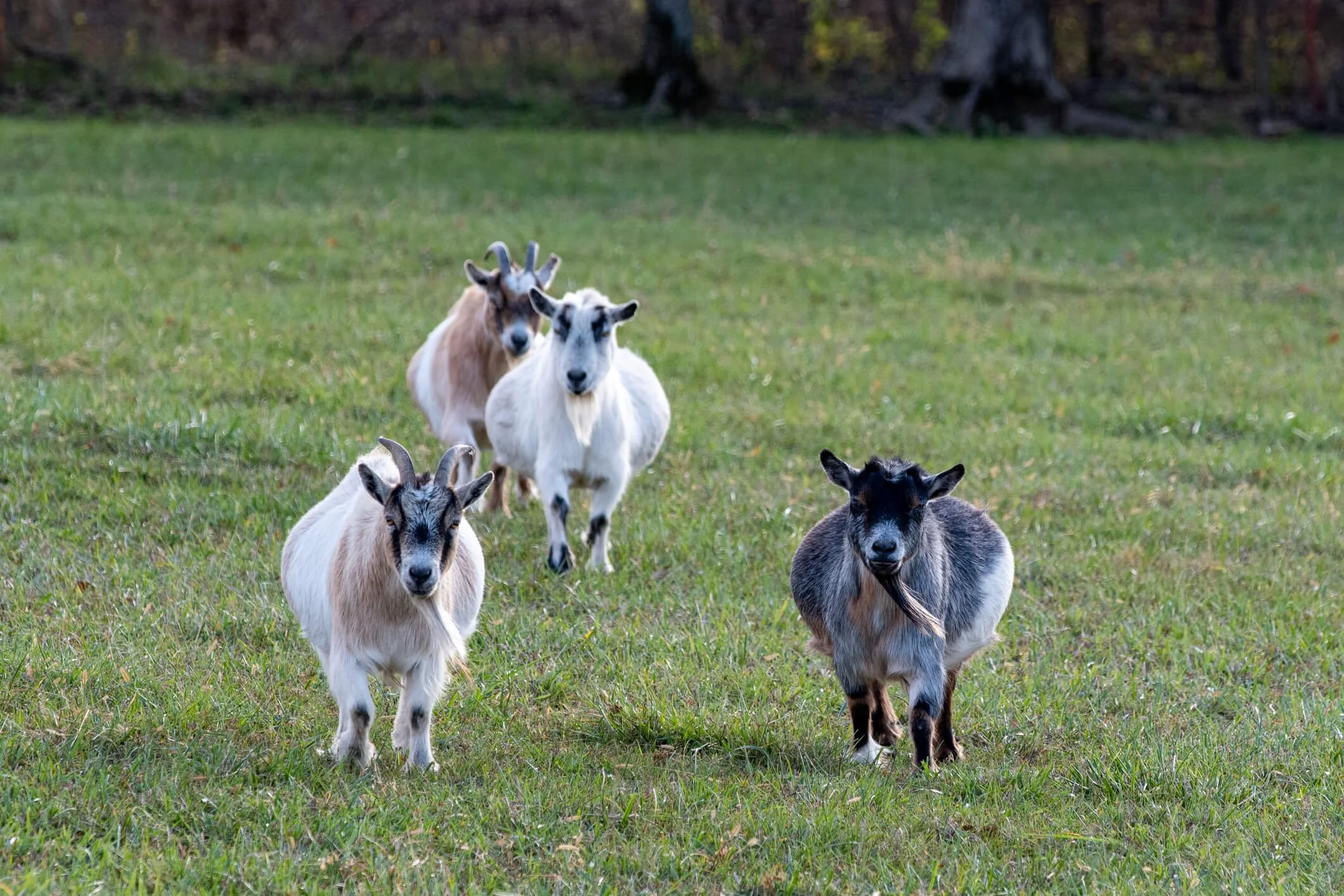 5 Best Homestead Animals to Raise for Small Farms | Organic Farming