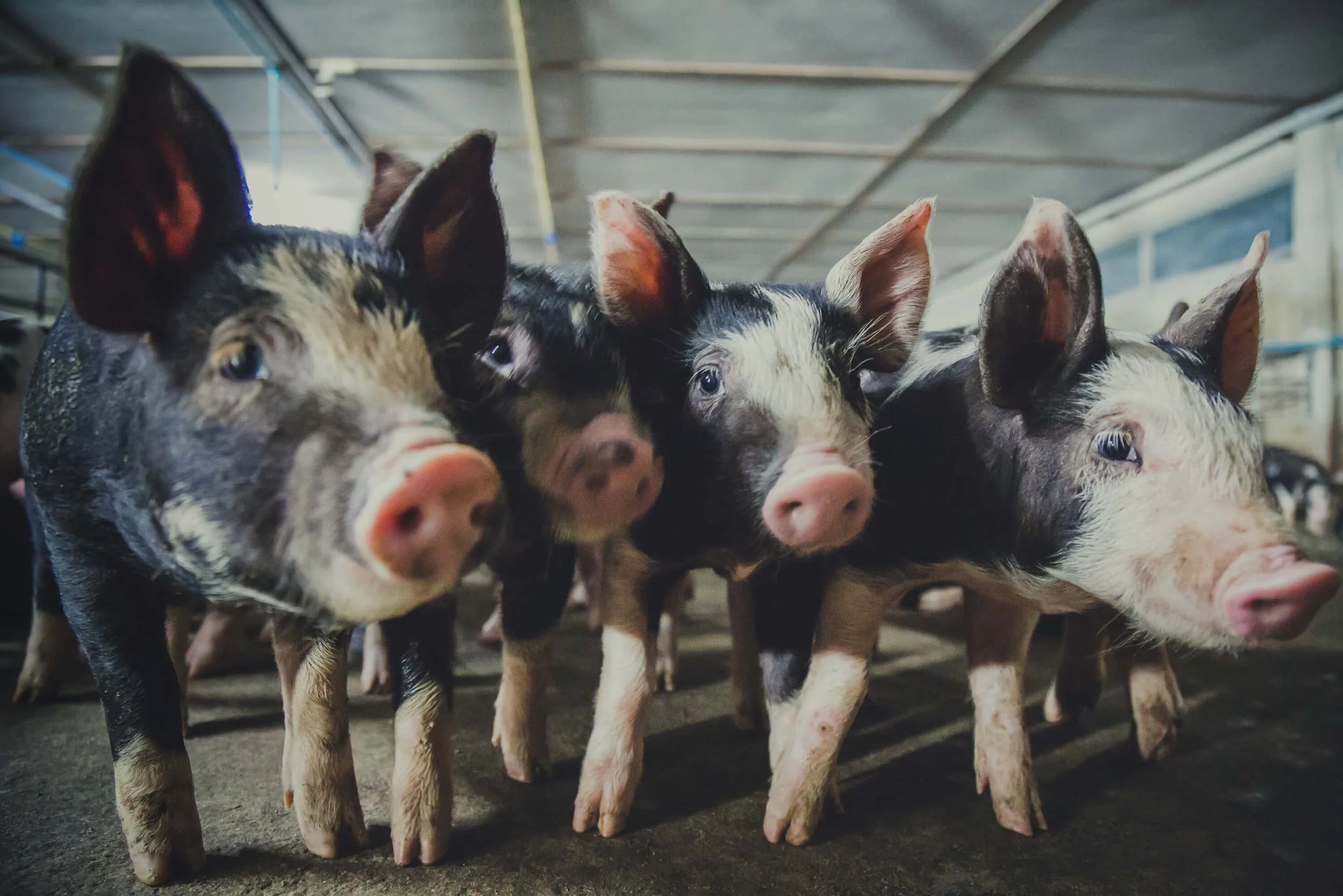 5 Best Homestead Animals to Raise for Small Farms | Organic Farming