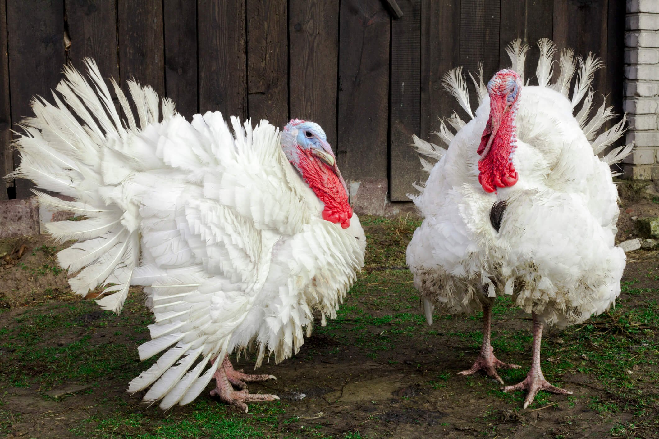 5 Best Homestead Animals to Raise for Small Farms | Organic Farming