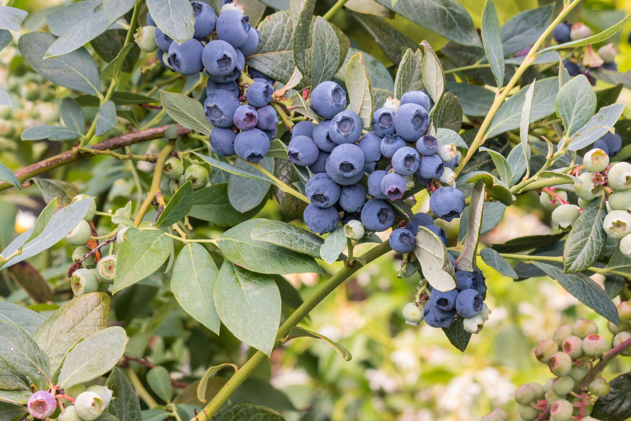 The Top 9 Edible Garden Plants to Grow | Enjoy the Beauty & Taste of ...