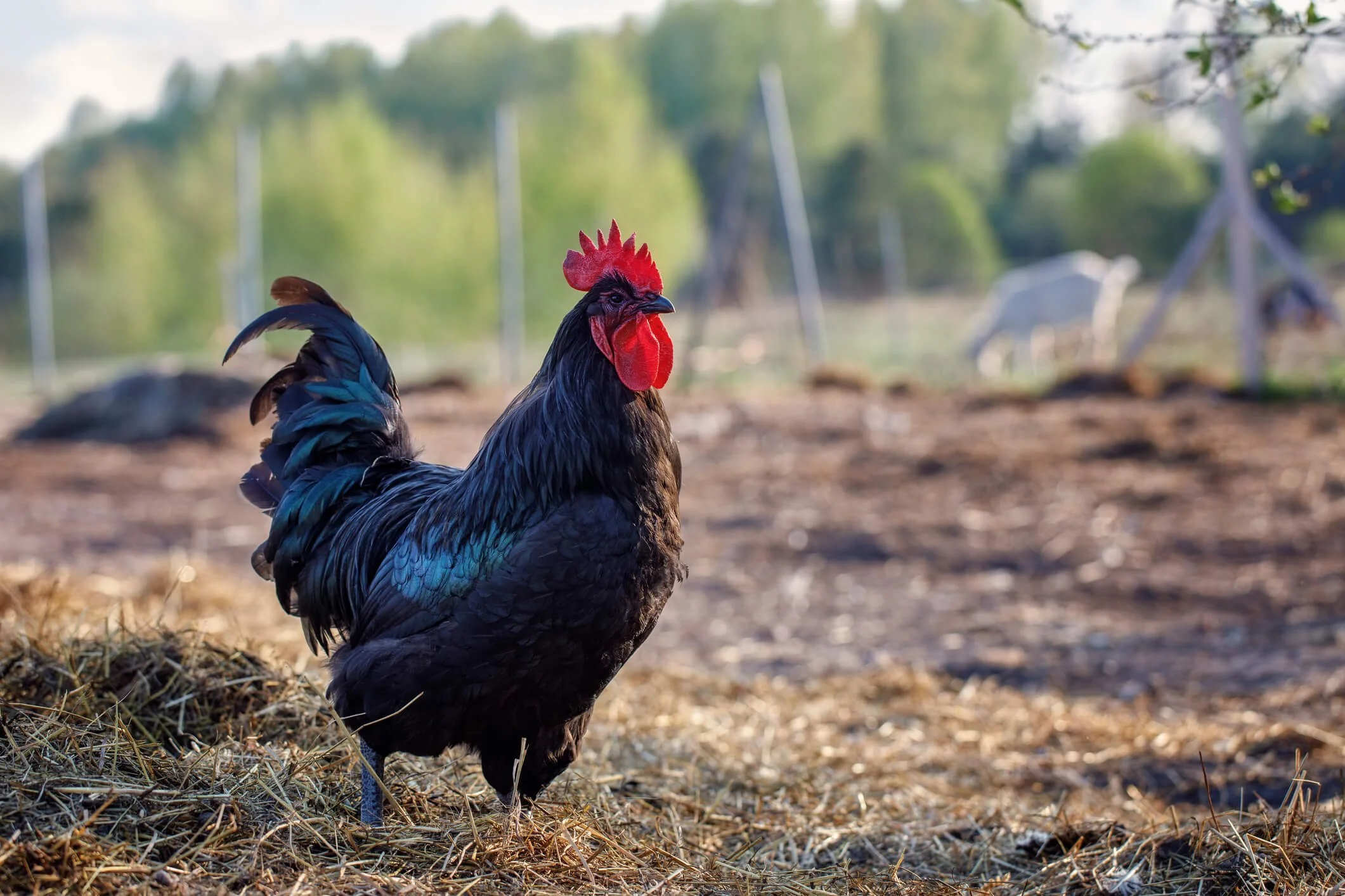 The Top 10 Best Egg-Laying Chicken Breeds | Welcome to Chicken World!