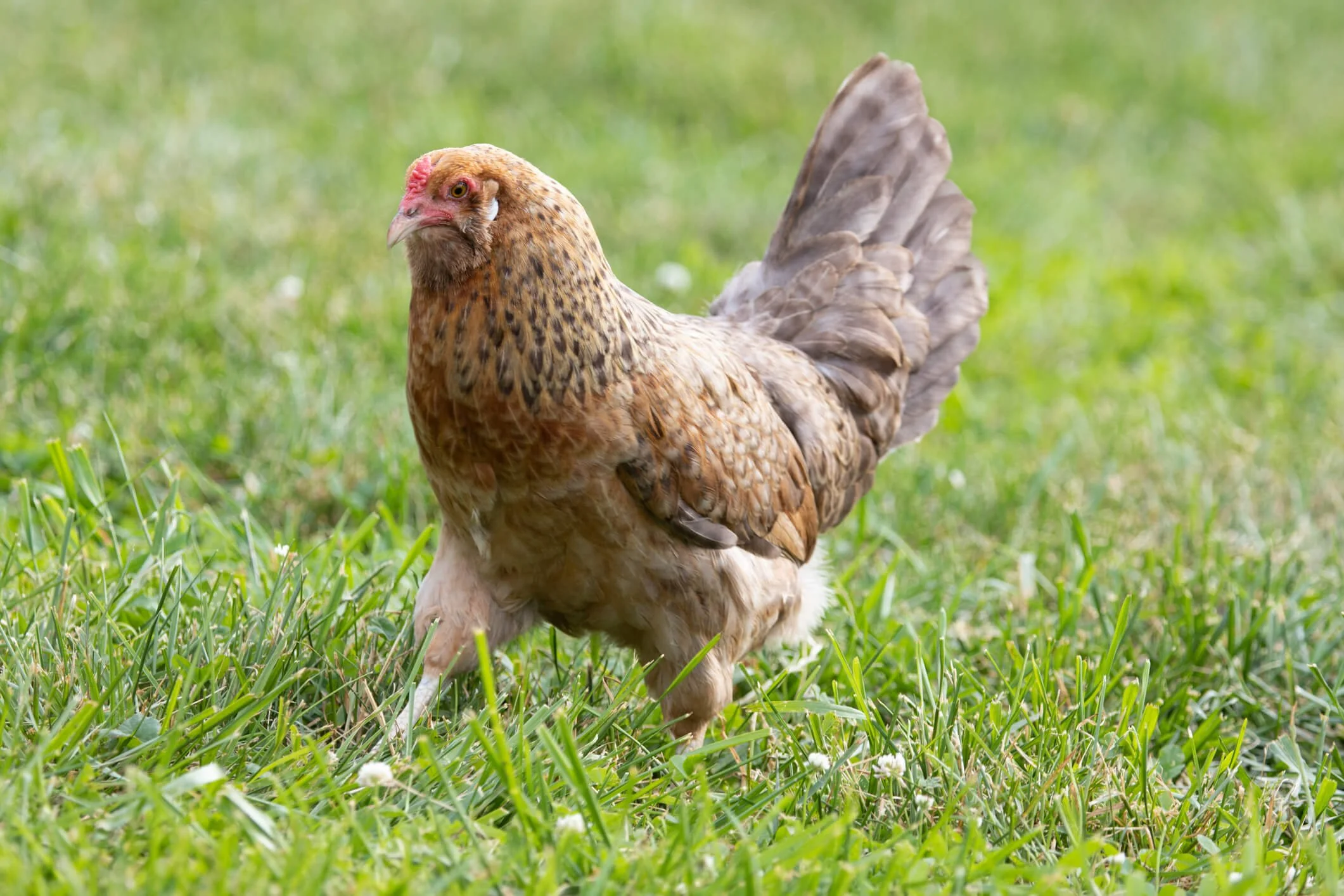 The Top 10 Best Egg-Laying Chicken Breeds | Welcome to Chicken World!