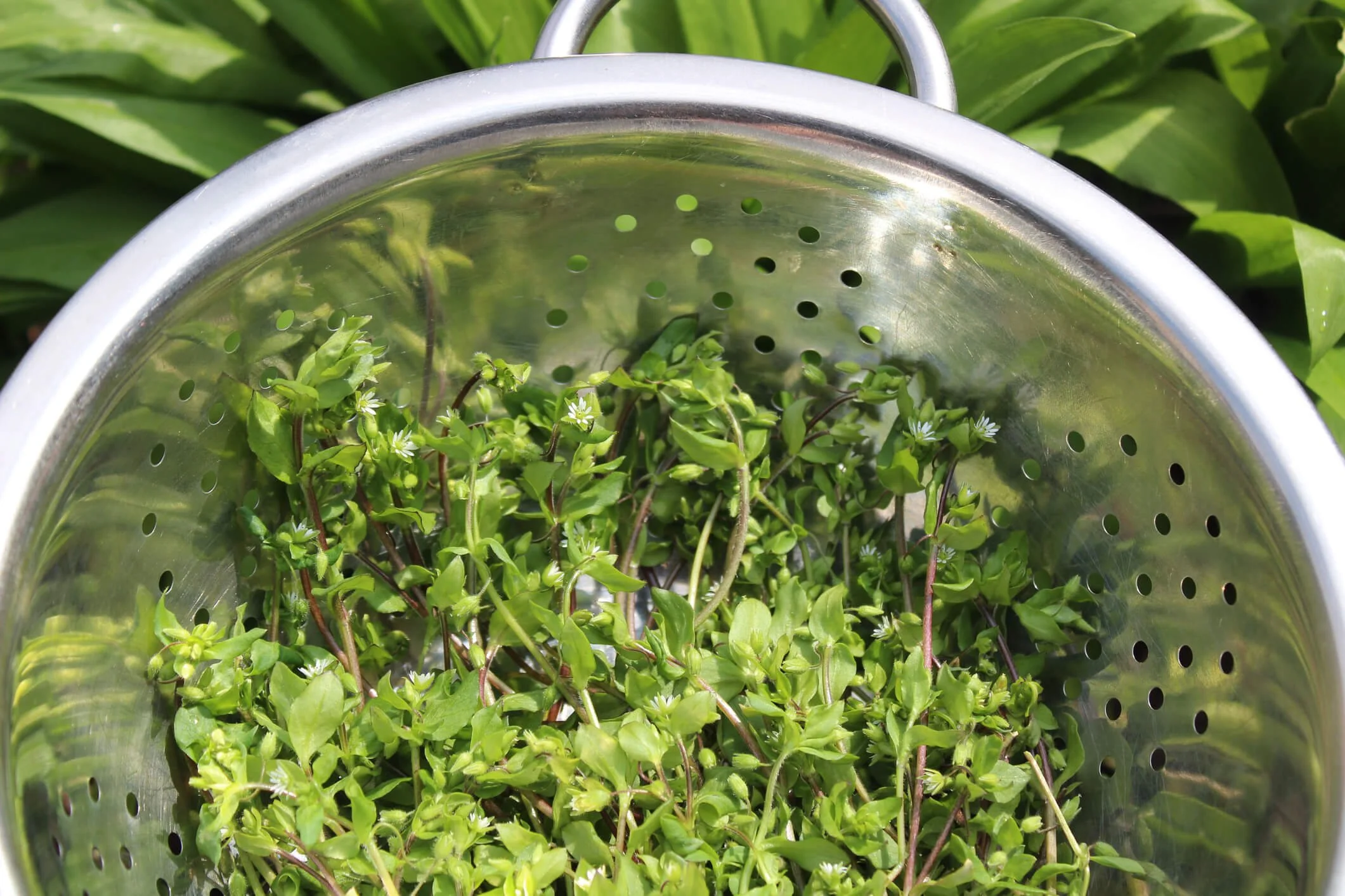 10 Texas Plants You Didn't Know You Could Eat | Foraging in the Lone ...