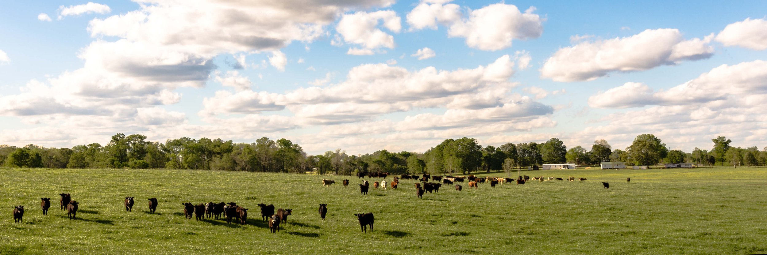 Investing in Farmland and Ranchland in Texas | A Good Viable Investment