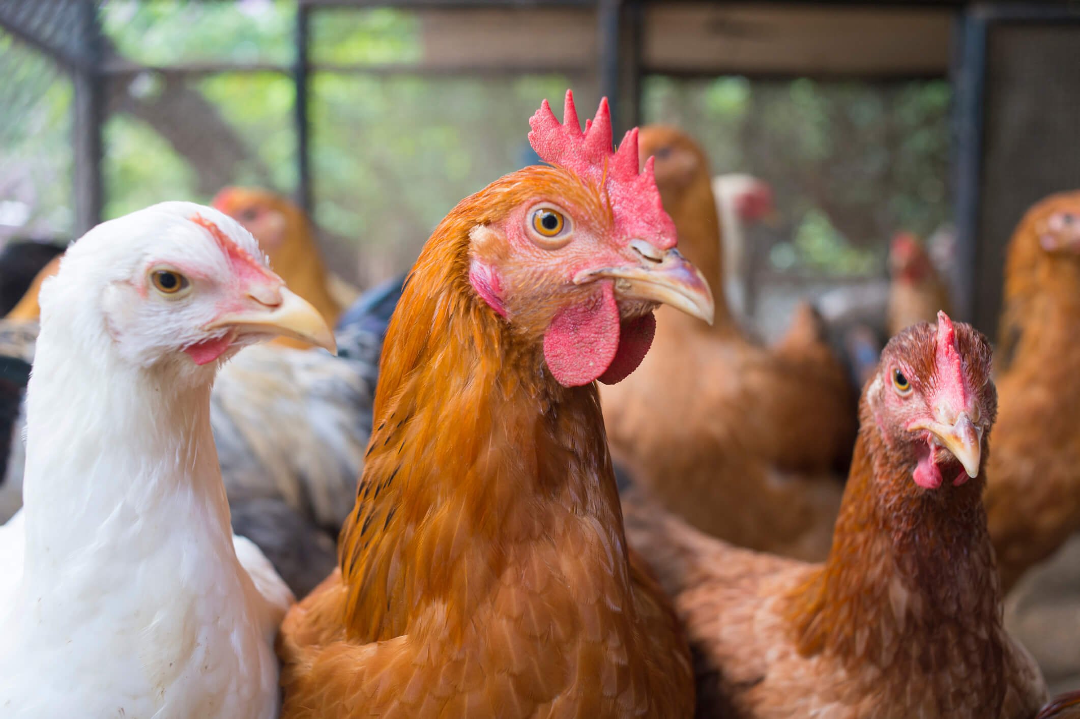 Everything You Need To Know About Chicken | Celebrating National ...