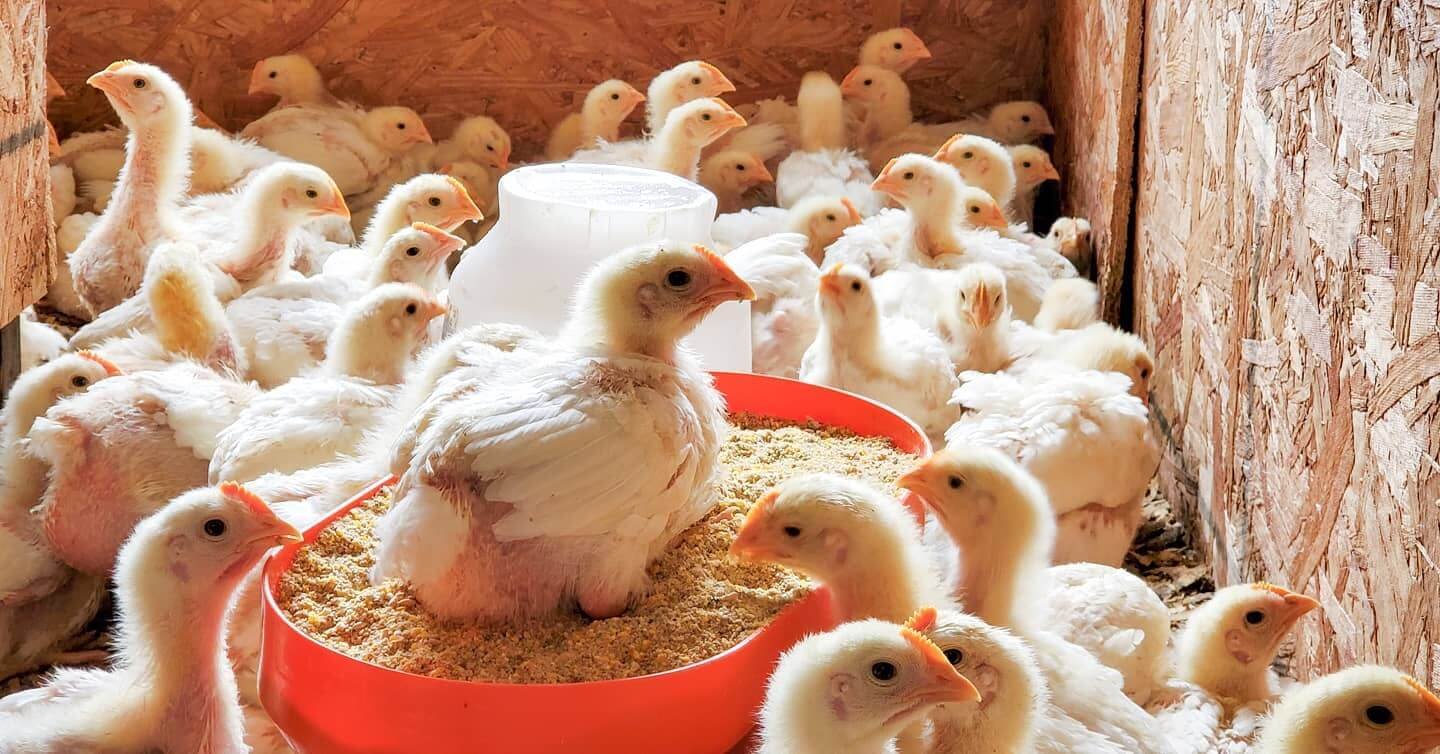 Everything You Need To Know About Chicken | Celebrating National ...