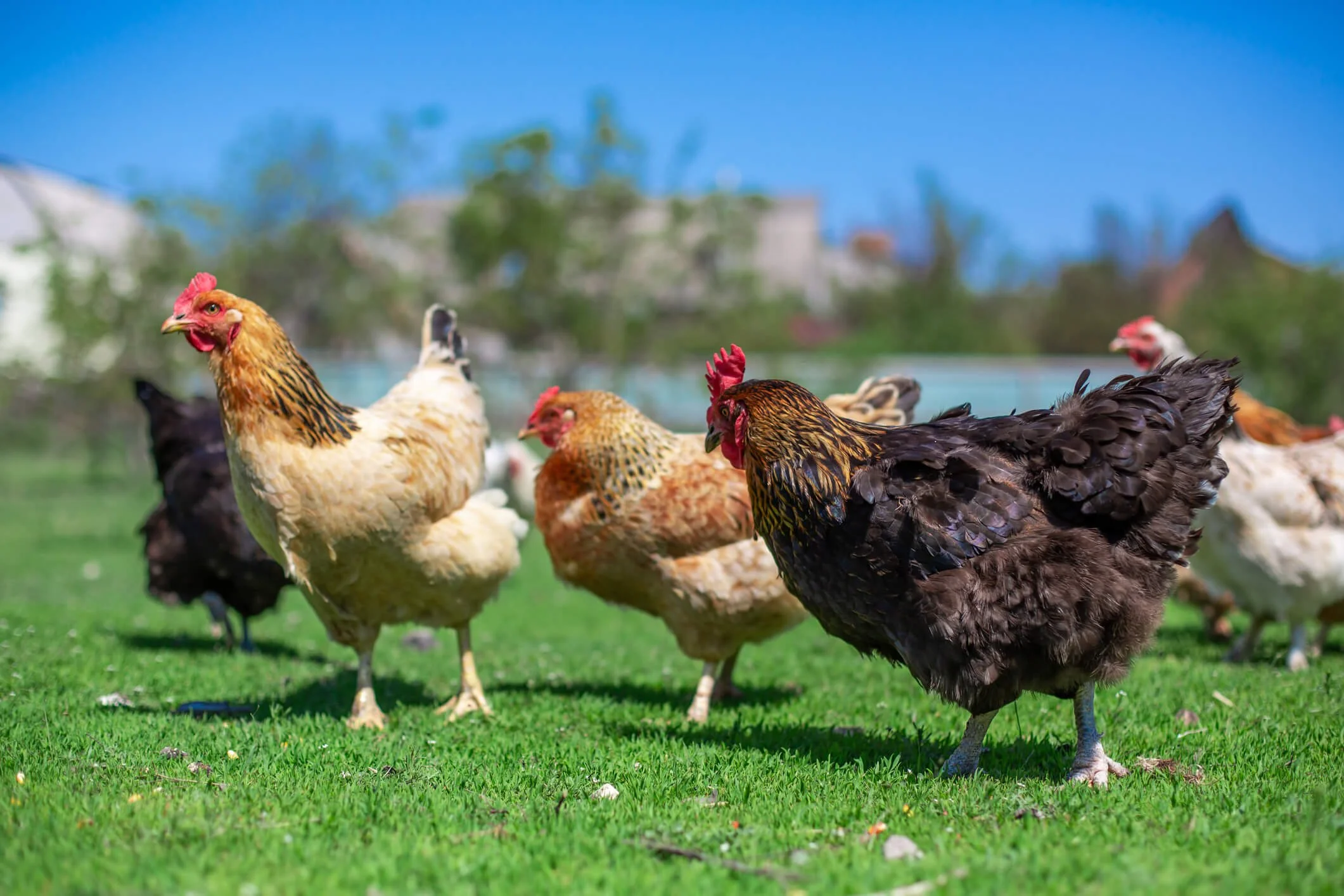 Everything You Need To Know About Chicken | Celebrating National ...