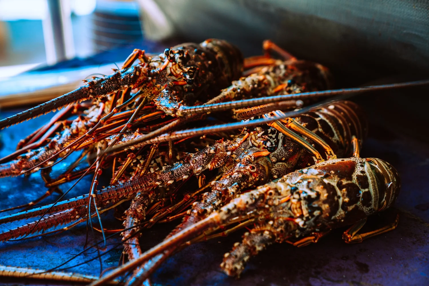 8 Markets To Buy Fresh Seafood From in Texas | A Comprehensive Guide