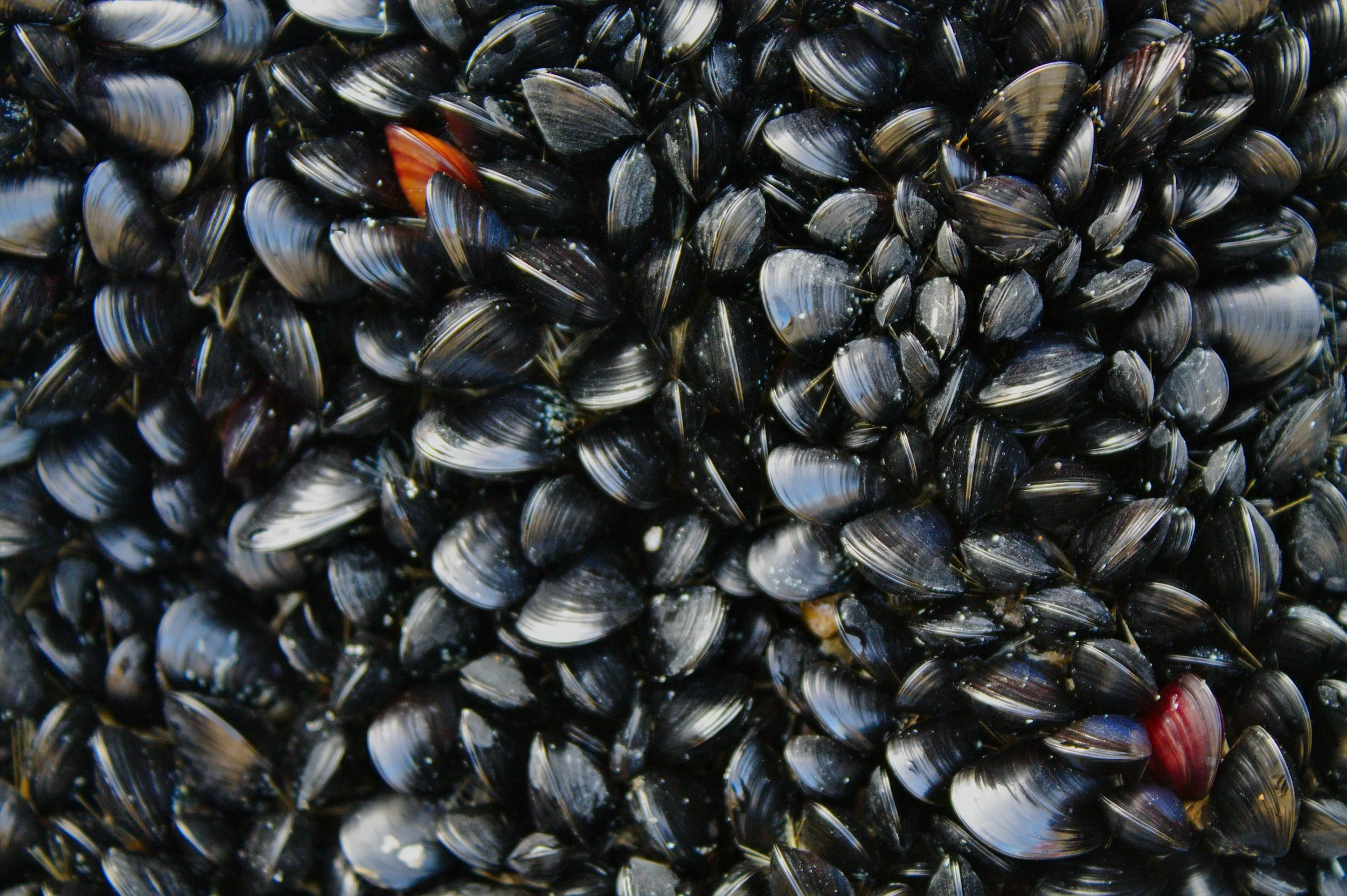8 Markets To Buy Fresh Seafood From in Texas | A Comprehensive Guide
