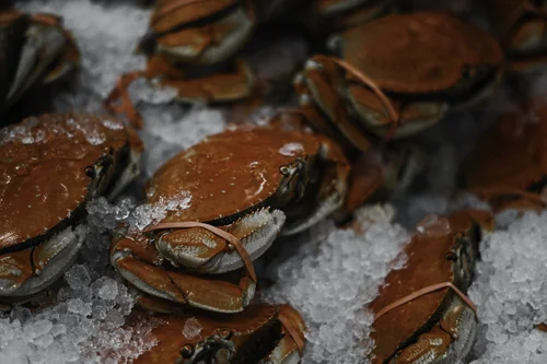 8 Markets To Buy Fresh Seafood From in Texas | A Comprehensive Guide
