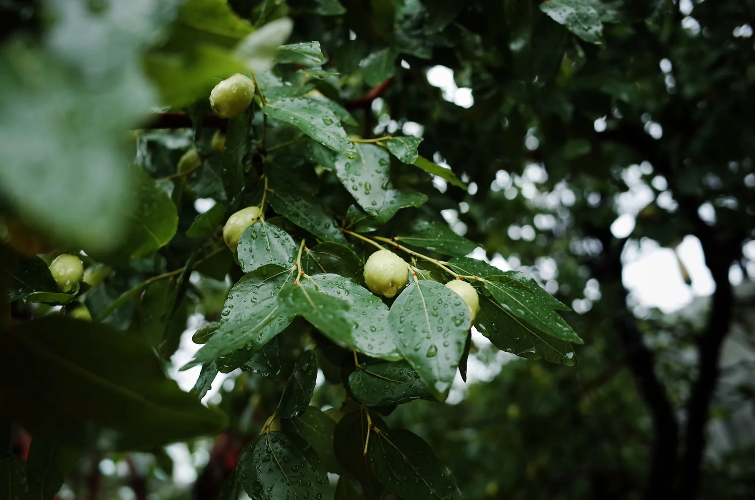 7 Edible Plants You Can Find in Texas | Foraging for Delicious Snacks
