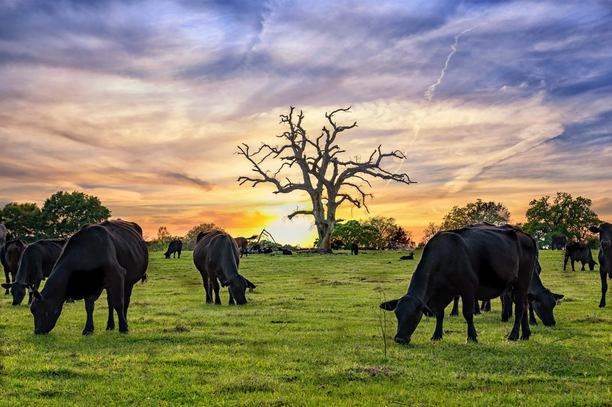 Can Grass-Fed Beef Feed the Planet? | The Benefits of Sustainable Farming
