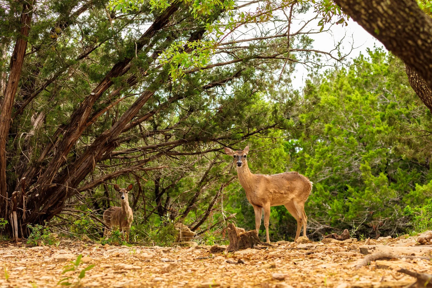 Hunting in Texas – The 10 Best Places to Hunt