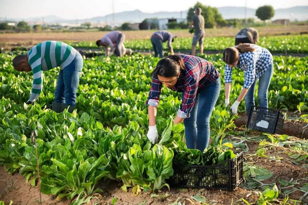 The Importance of Cultivating Homesteading Community | Advice for ...
