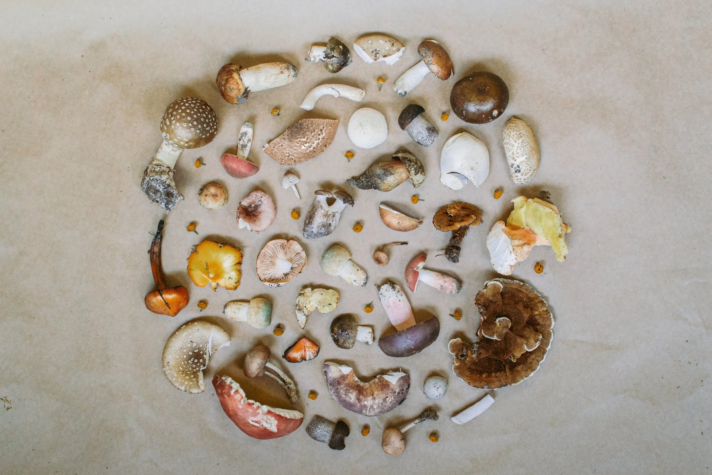 Hunting for Fungi in Texas: An Introduction to Mushroom Foraging