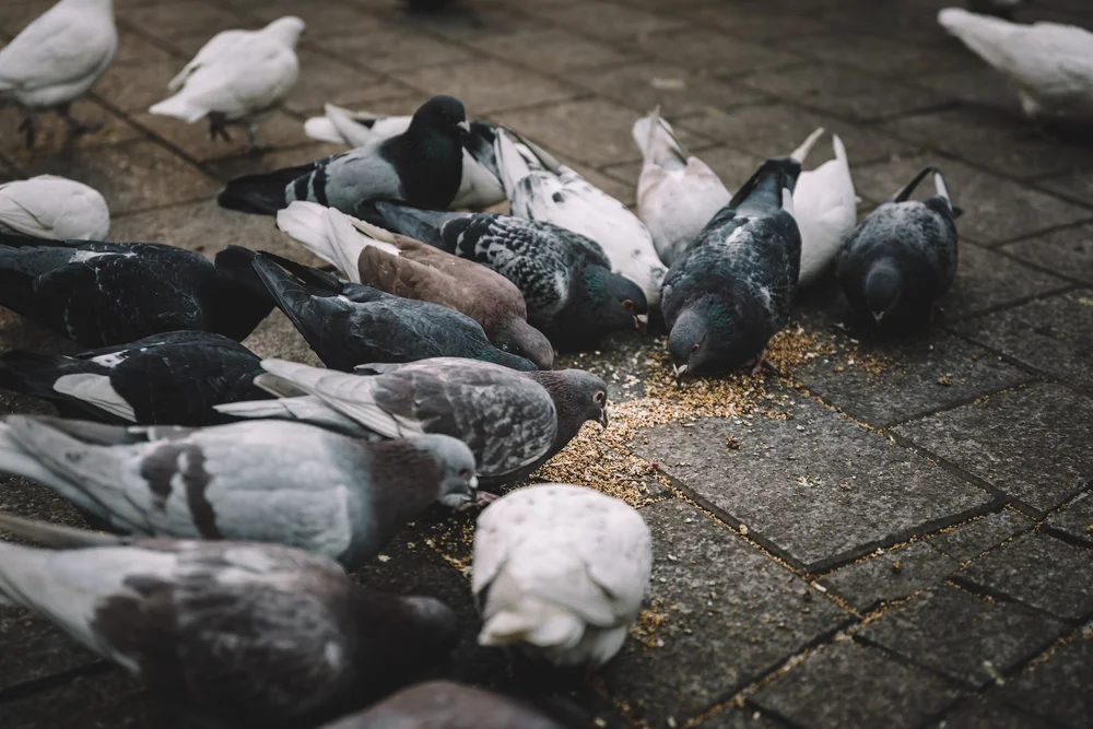 A Comprehensive Guide on Raising Pigeons for Meat