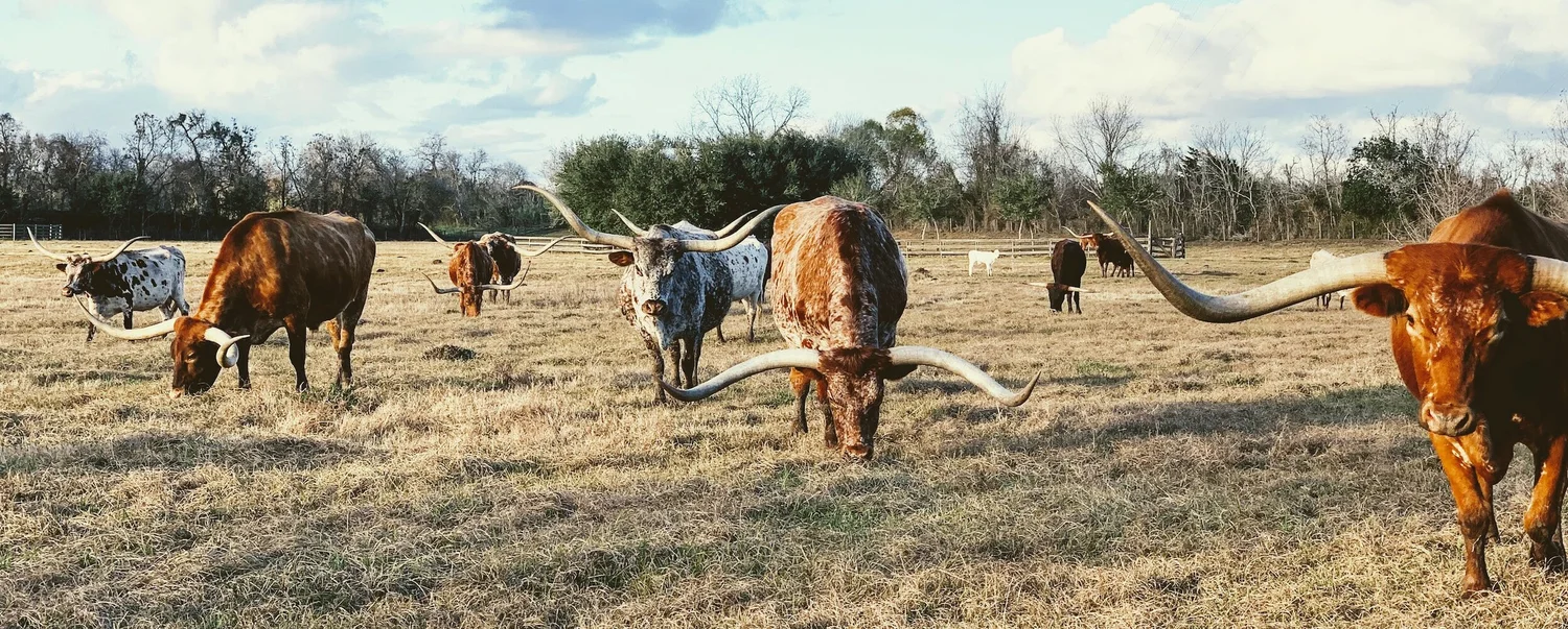 Texas Longhorn Cattle: A Comprehensive Guide to Raising and Management