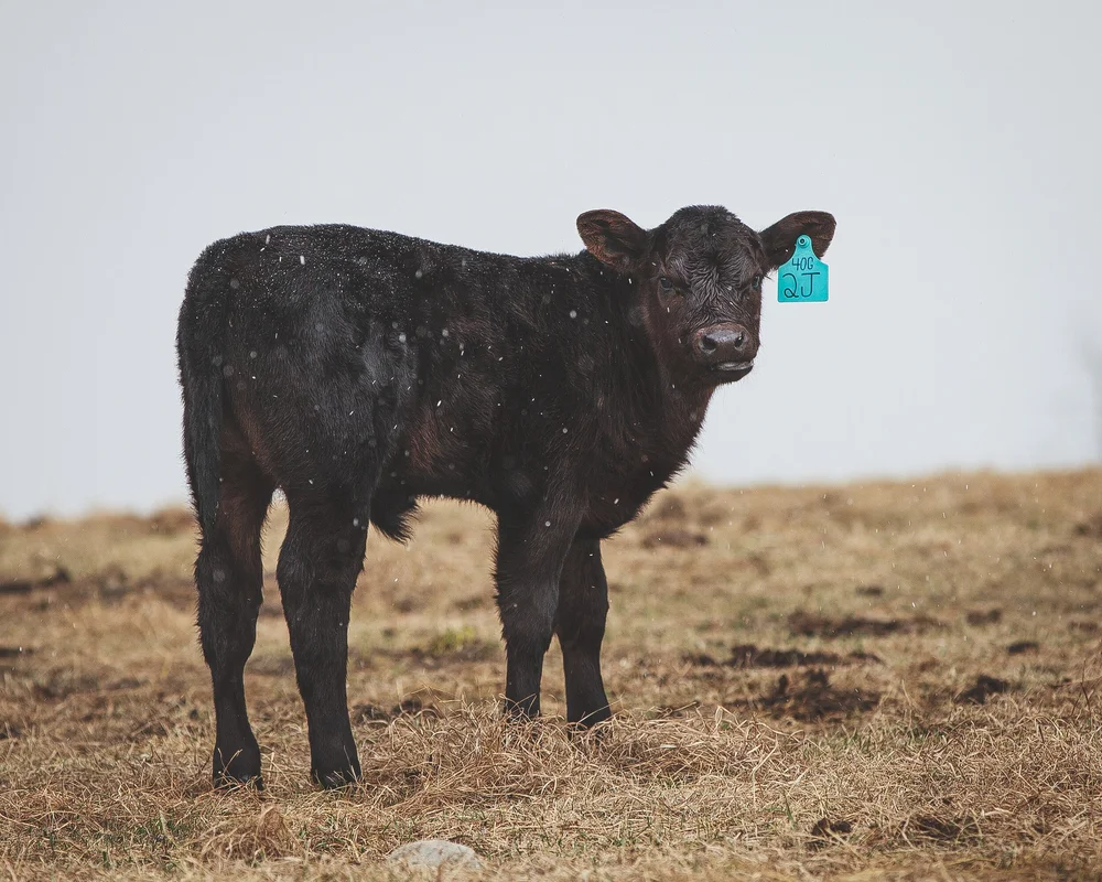 Angus Cattle: Key Characteristics and Benefits for Modern Farming