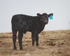 Angus Cattle: Key Characteristics and Benefits for Modern Farming