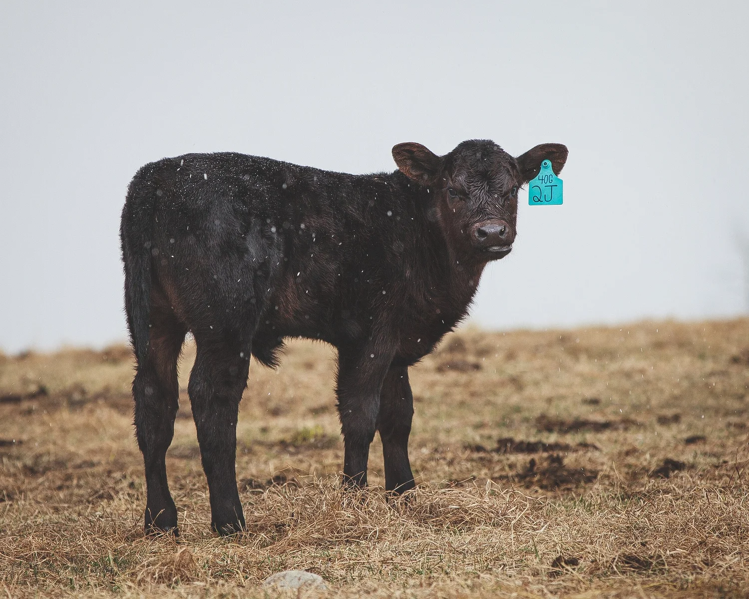 Angus Cattle: Key Characteristics and Benefits for Modern Farming