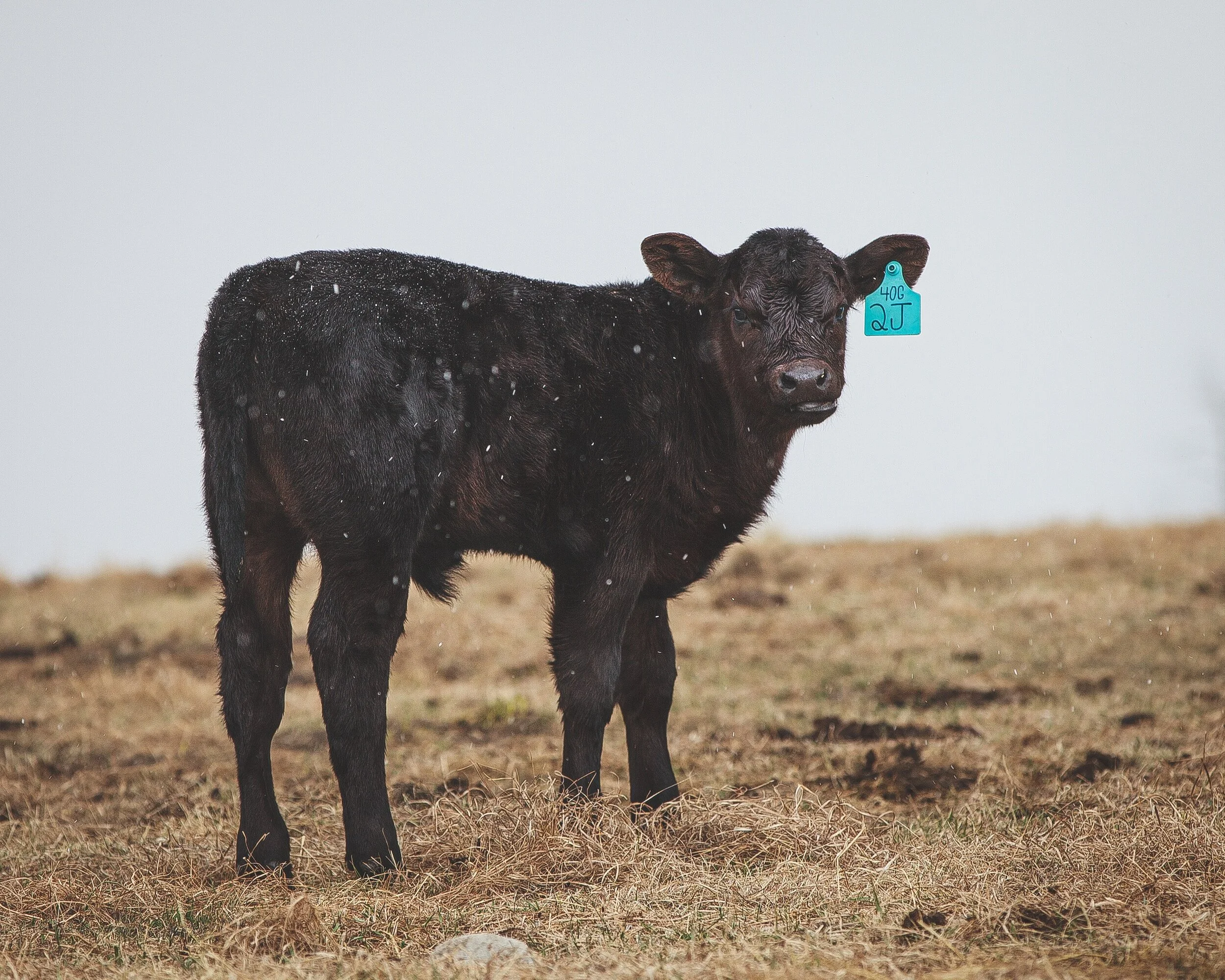 Angus Cattle: Key Characteristics and Benefits for Modern Farming