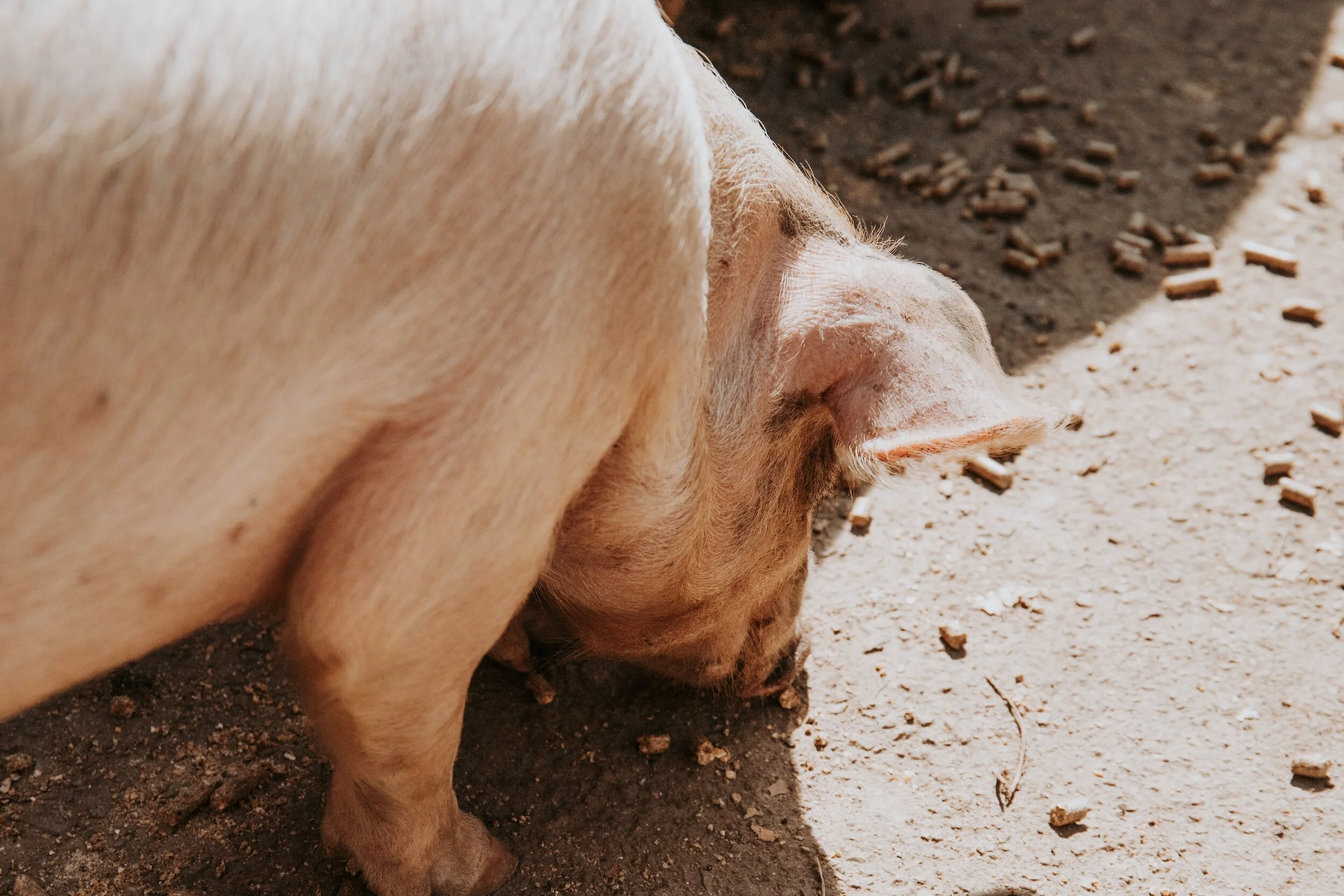Feeding Pigs Right: Essential Tips on Foods to Avoid