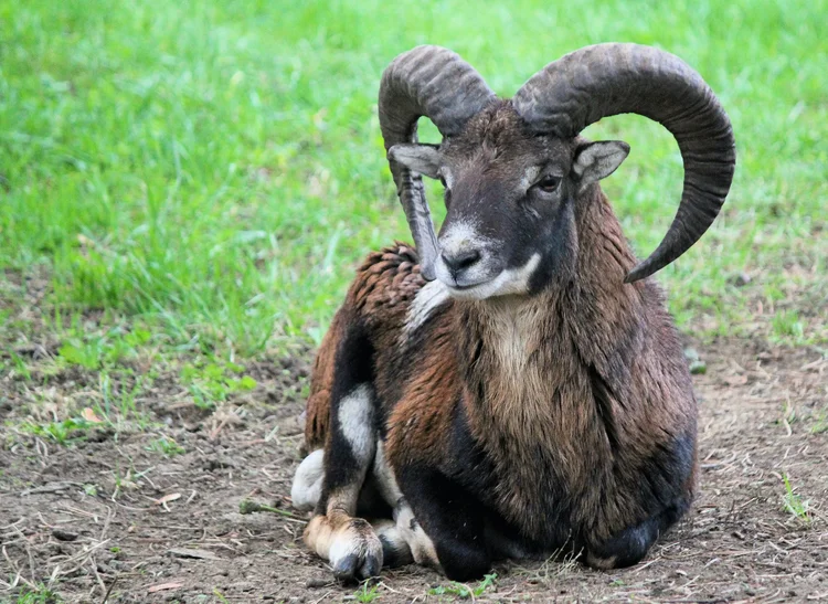 Are Rams Truly Dangerous? Dispelling Myths & Assessing Risks