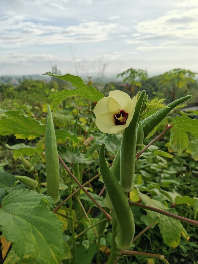 Texas-Style Pickled Okra Recipe