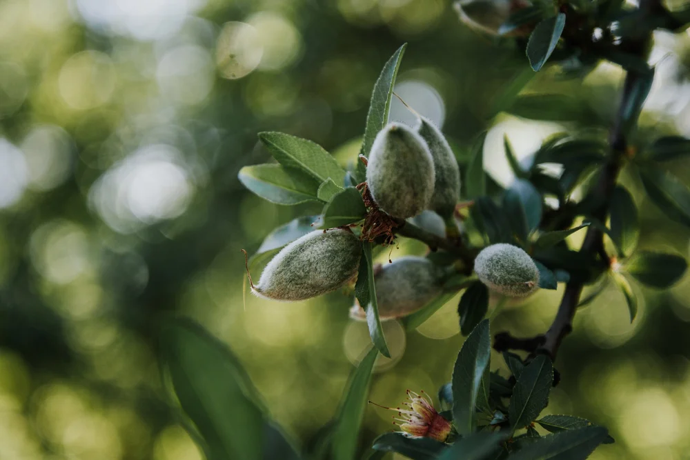 How to Pronounce Pecan Correctly – A Guide to Pronunciation