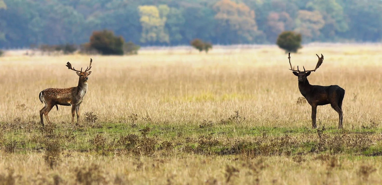 Texas Deer Hunt Guide: Everything You Need to Know | The Ultimate Resource
