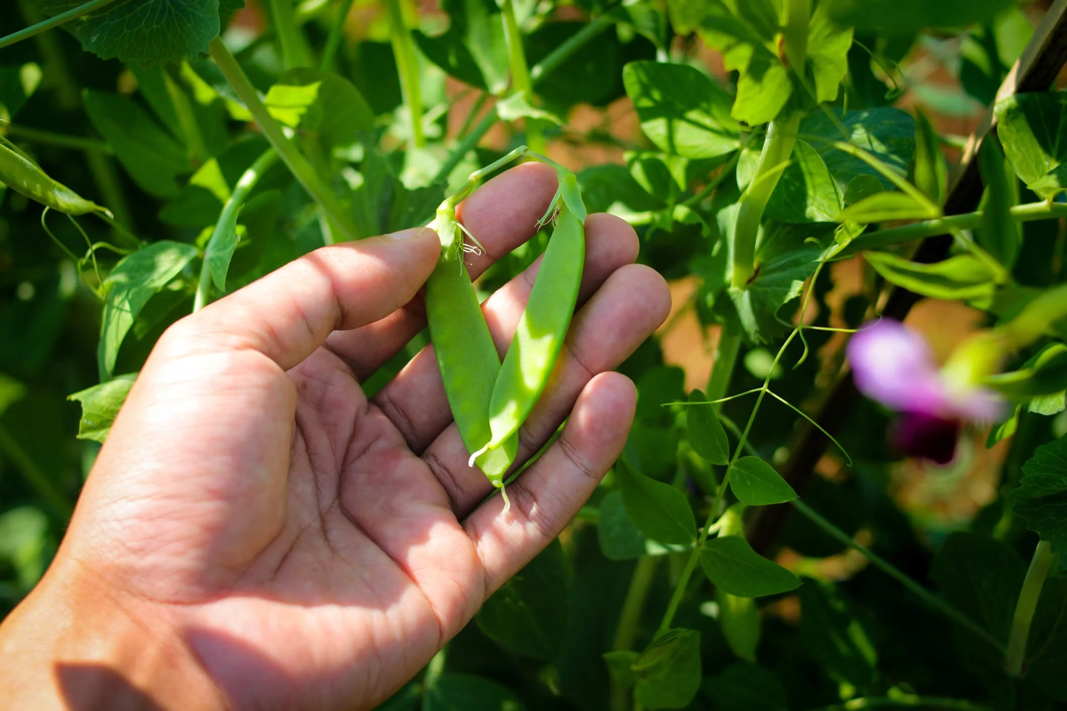 How to Grow Peas for Your Edible Home Garden