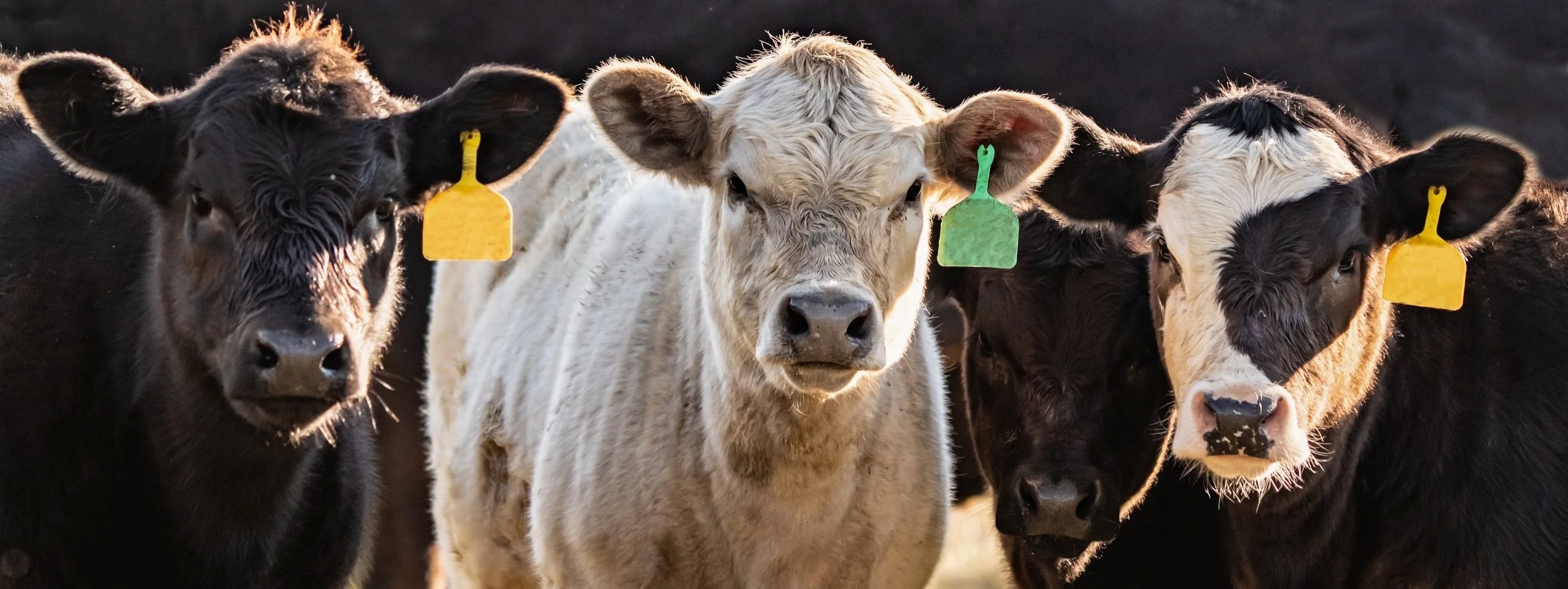 Guide to USDA Beef Grades | Quality Meats Explained