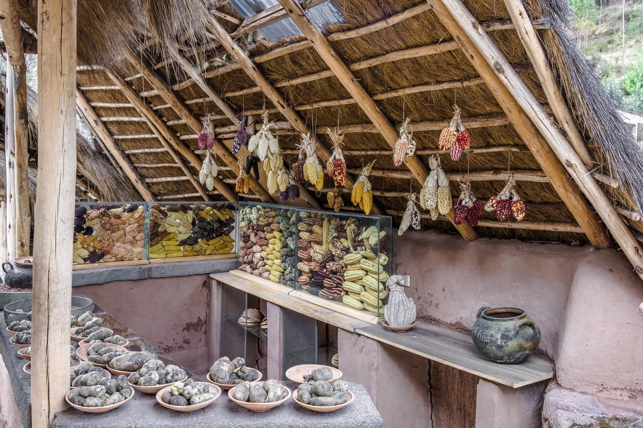 How to Dry Corn: Comprehensive Guide to Preserving Sweet Corn Kernels