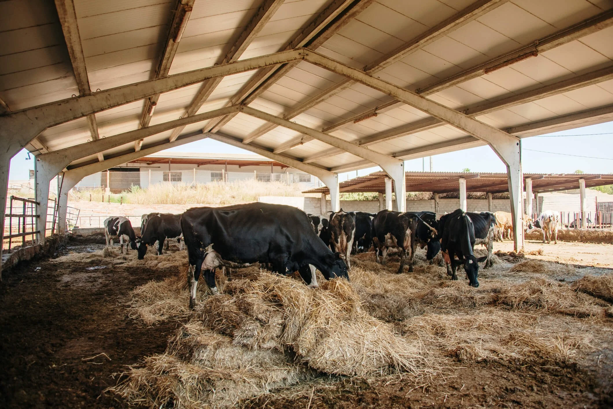 How Much Hay Do Cows Eat? A Detailed Guide