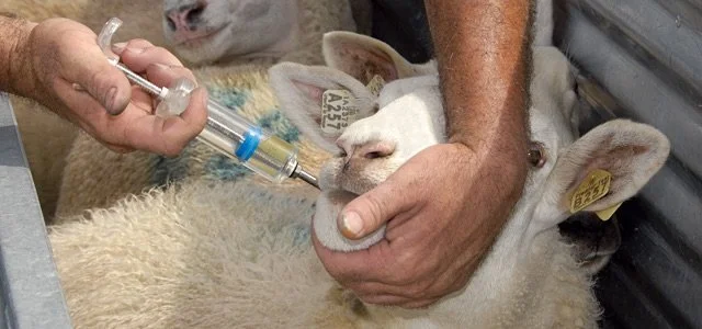Deworming Goats: A Step-by-Step Guide to Healthy Herds