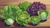 Does Lettuce Go Bad? Signs of Spoilage and Freshness Tips