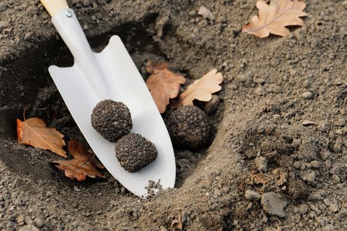 Truffle Habitats Uncovered: Discovering Where the Culinary Gems Thrive
