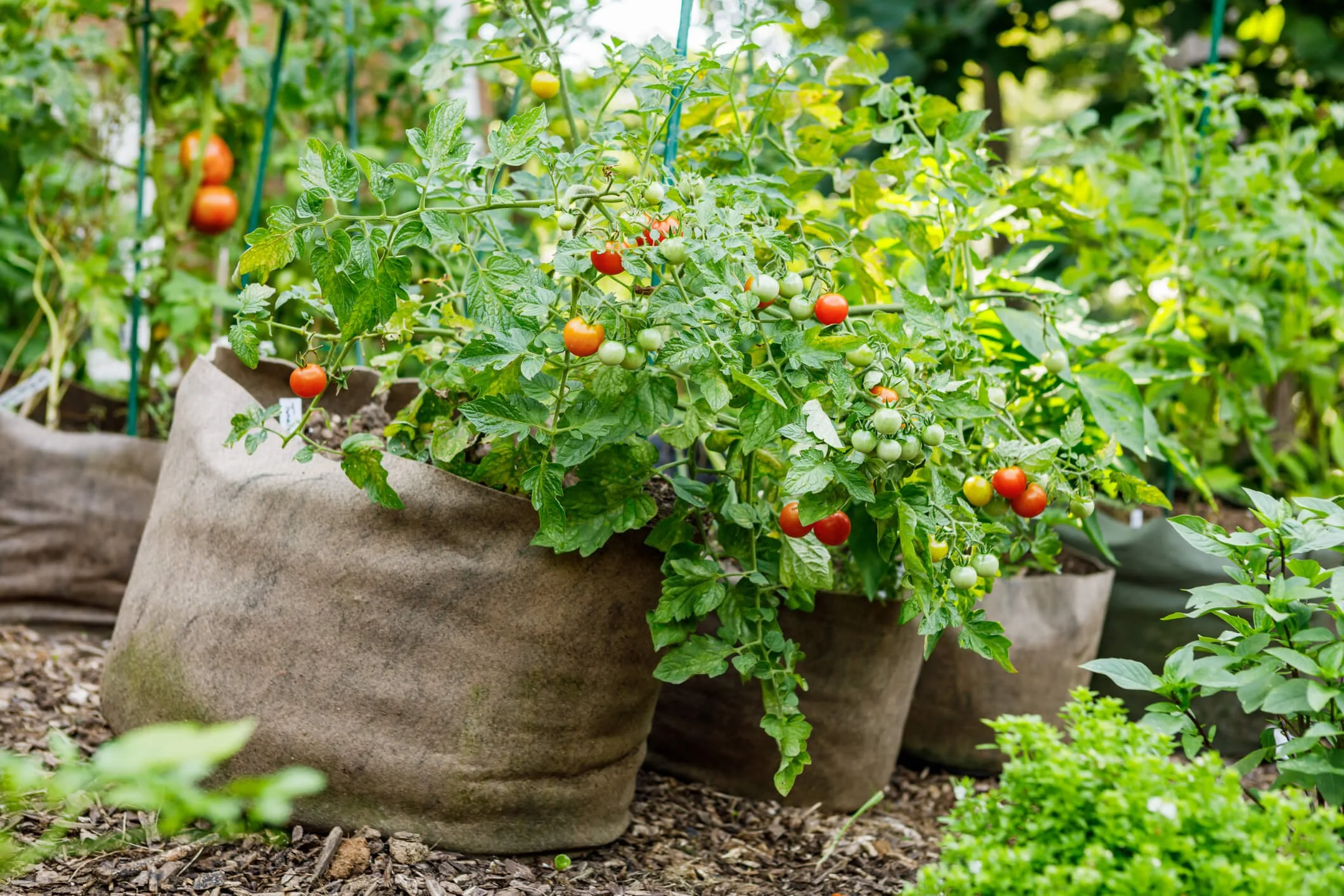 Top 20 Plants for an Edible Home Garden