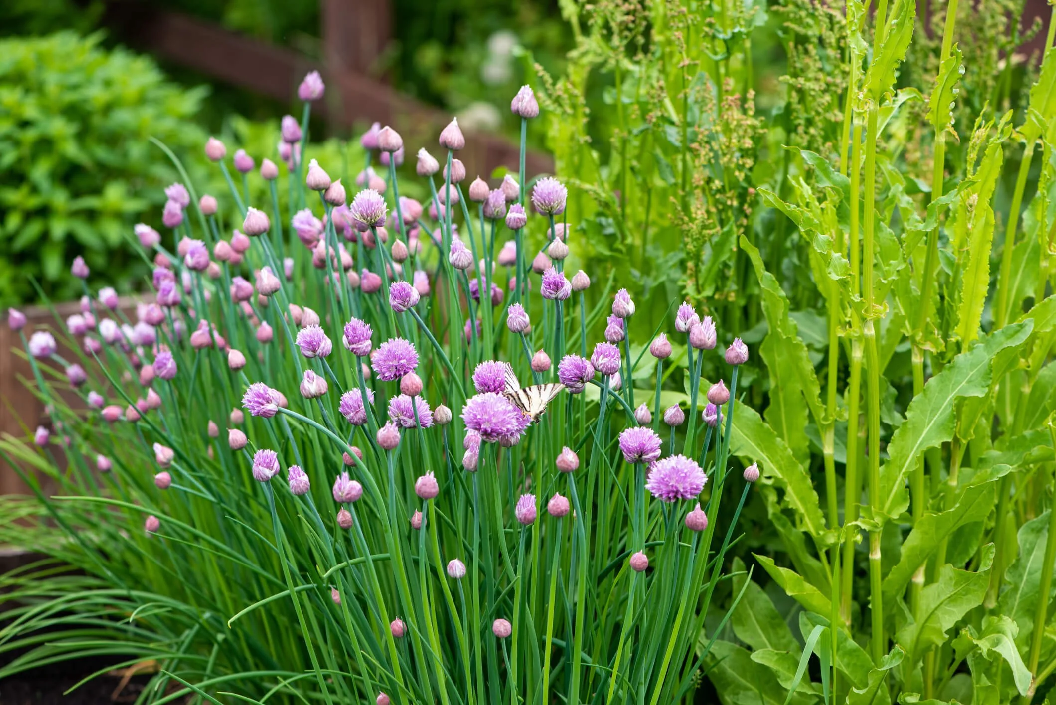 Growing Chives for Your Home Garden